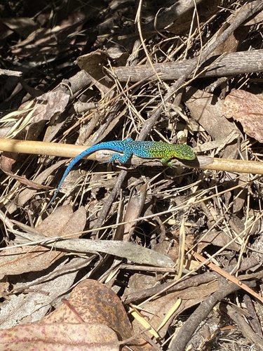 Blue-Green Smooth-throated Lizard (Liolaemus tenuis) - Snakes and Lizards