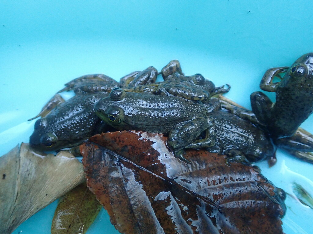 American Bullfrog from 日本、〒321-3404 栃木県芳賀郡市貝町続谷 on October 29, 2022 at ...