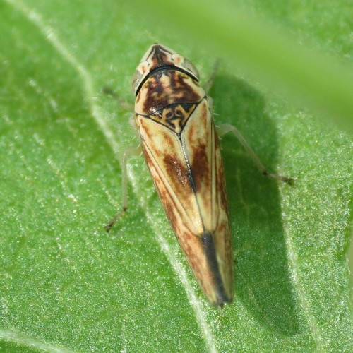 Graphocephala ignava · iNaturalist