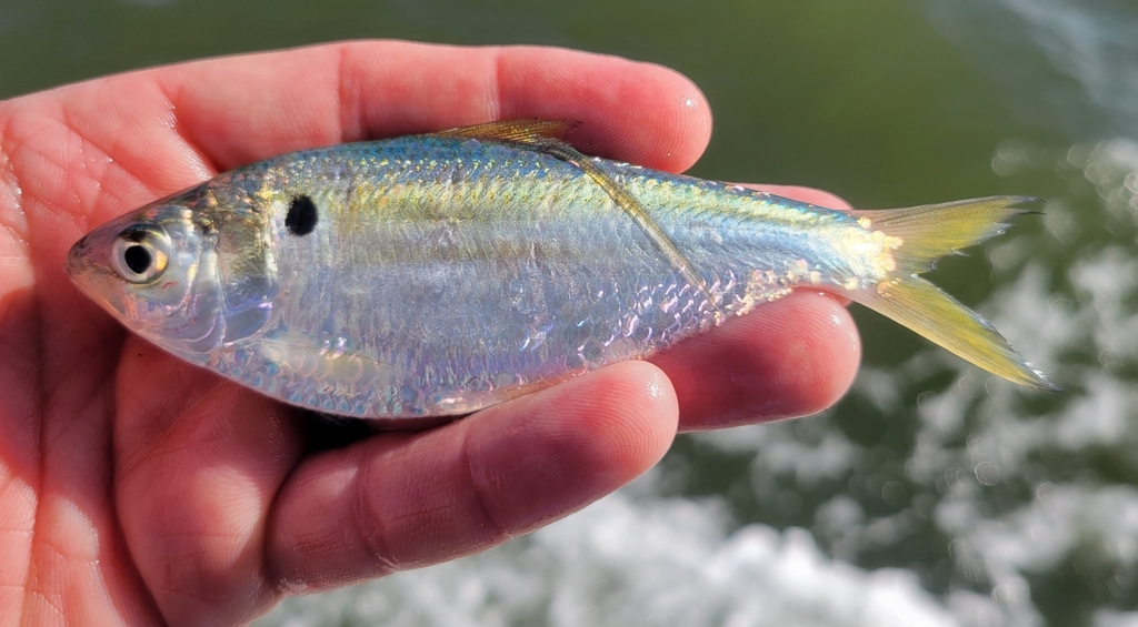 Threadfin Shad (Dorosoma petenense) - Marine Life Identification