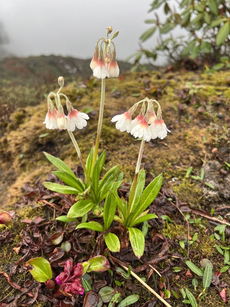 Primula obliqua from Koshi, NP on May 23, 2022 at 01:46 PM by Eliska ...