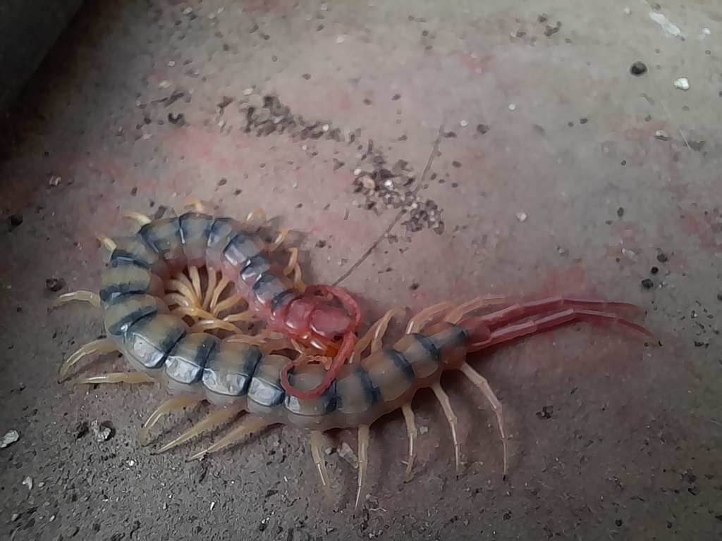 Common Desert Centipede from Vista Hermosa, Oax., México on November 5 ...