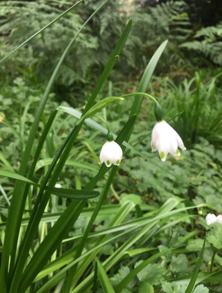 Summer snowflake from 10 Holford Street, Westown, Taranaki, NZ on ...