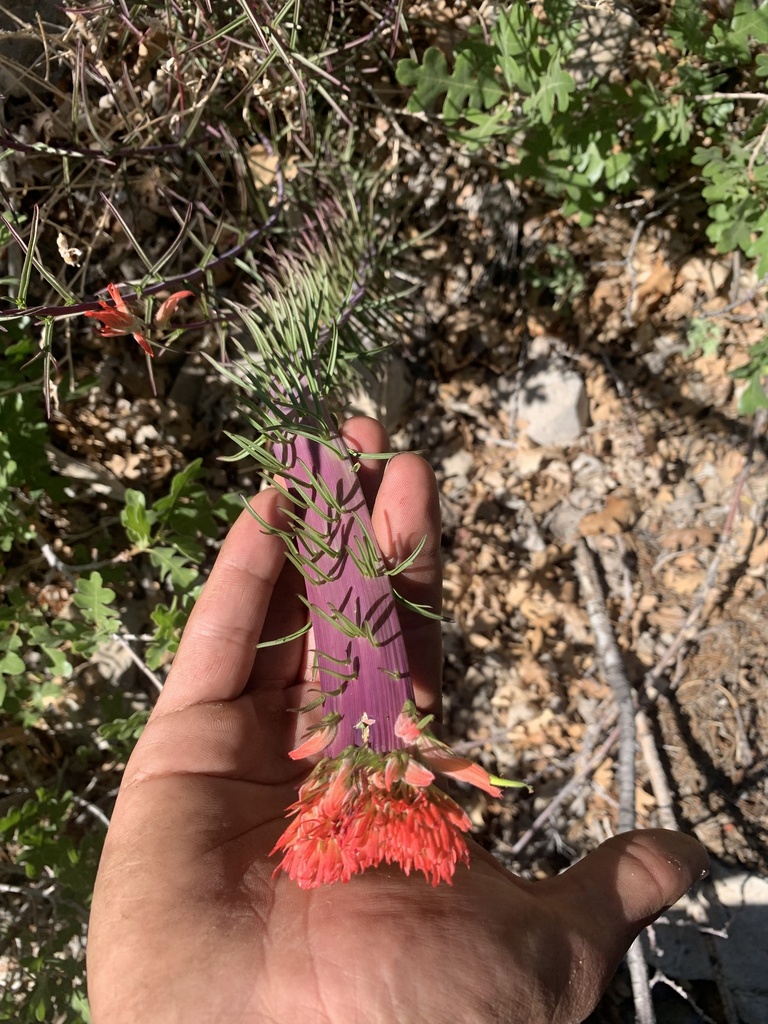 Wyoming Paintbrush from Red Rock Canyon National Conservation Area, Las ...