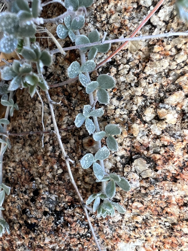 Southern california silver lotus from Warner Springs, CA, US on ...