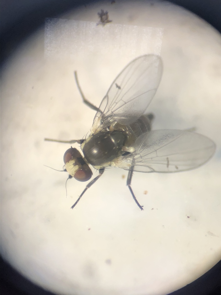 Liriomyza from Alvarado Ct, San Diego, CA, US on November 07, 2022 at ...