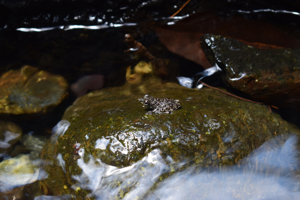Green-spotted Foot-flagging Frog from Desa Sungai Dua Kecamatan ...