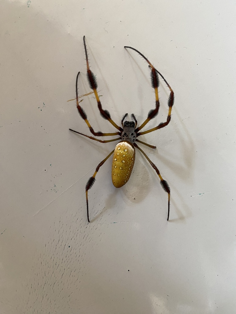 Golden Silk Spider from Samford University, Homewood, AL, US on ...