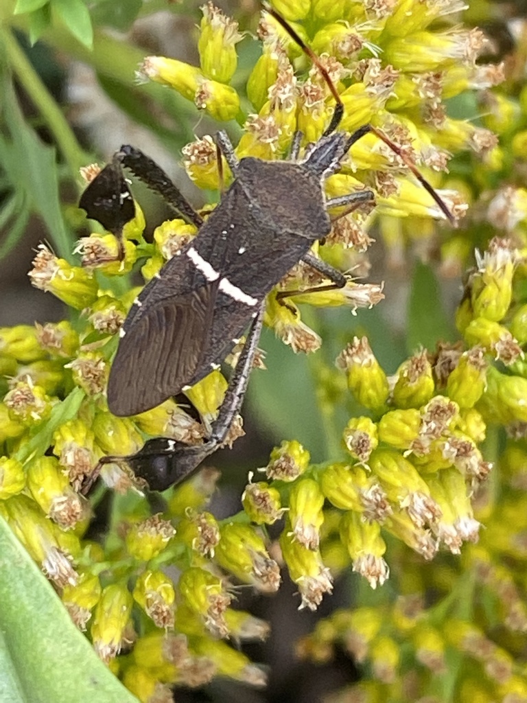 Eastern Leaf-footed Bug from Briarcliff Dr, Arlington, TX, US on ...