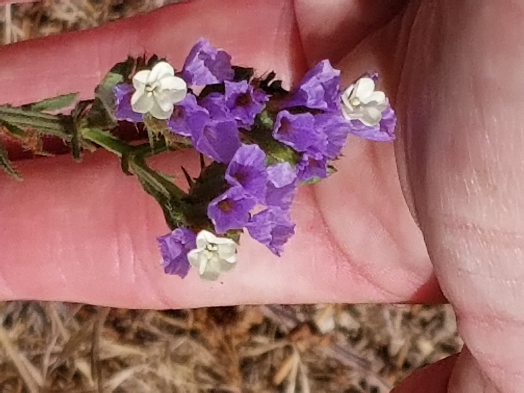 Blue statice from Rancho Peñasquitos, San Diego, CA, USA on September 2 ...