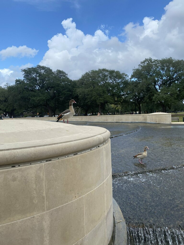 Egyptian Goose from Washington Avenue Coalition / Memorial Park ...