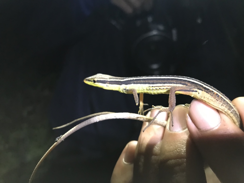 Oriental Long-tailed Grass Lizard from Katingan, ID-KT, ID on August 25 ...