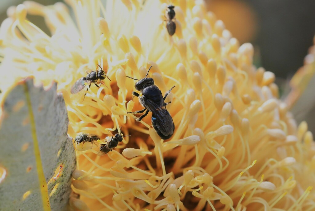 Banksia Masked Bee from Yuraygir NSW 2464, Australia on November 06 ...