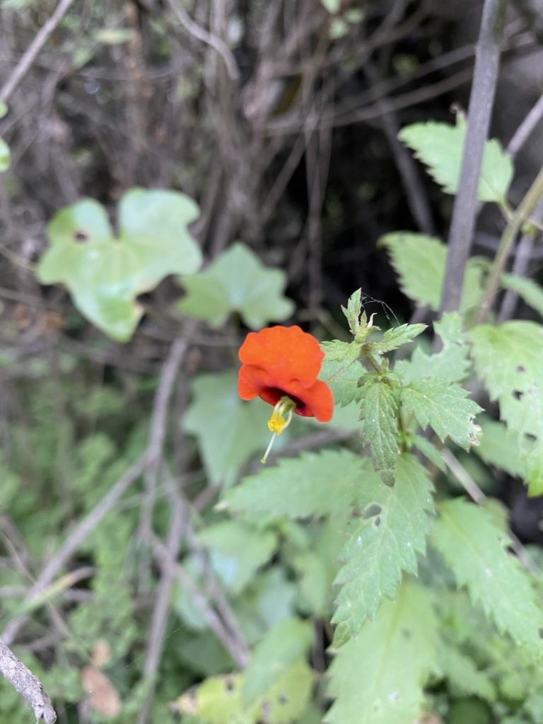 Mask Flower from Larraín, Algarrobo, Valparaíso, CL on November 06 ...