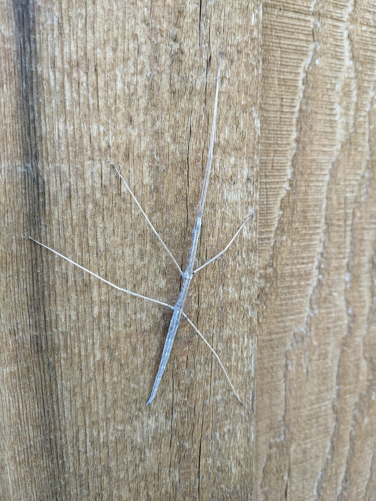 Western Short-horned Walkingstick from Foothills, Henderson, NV 89015 ...
