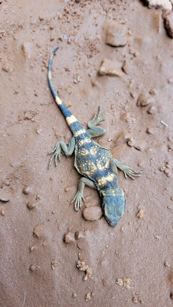 Common Chuckwalla from Garfield, Glen Canyon National Recreation Area ...