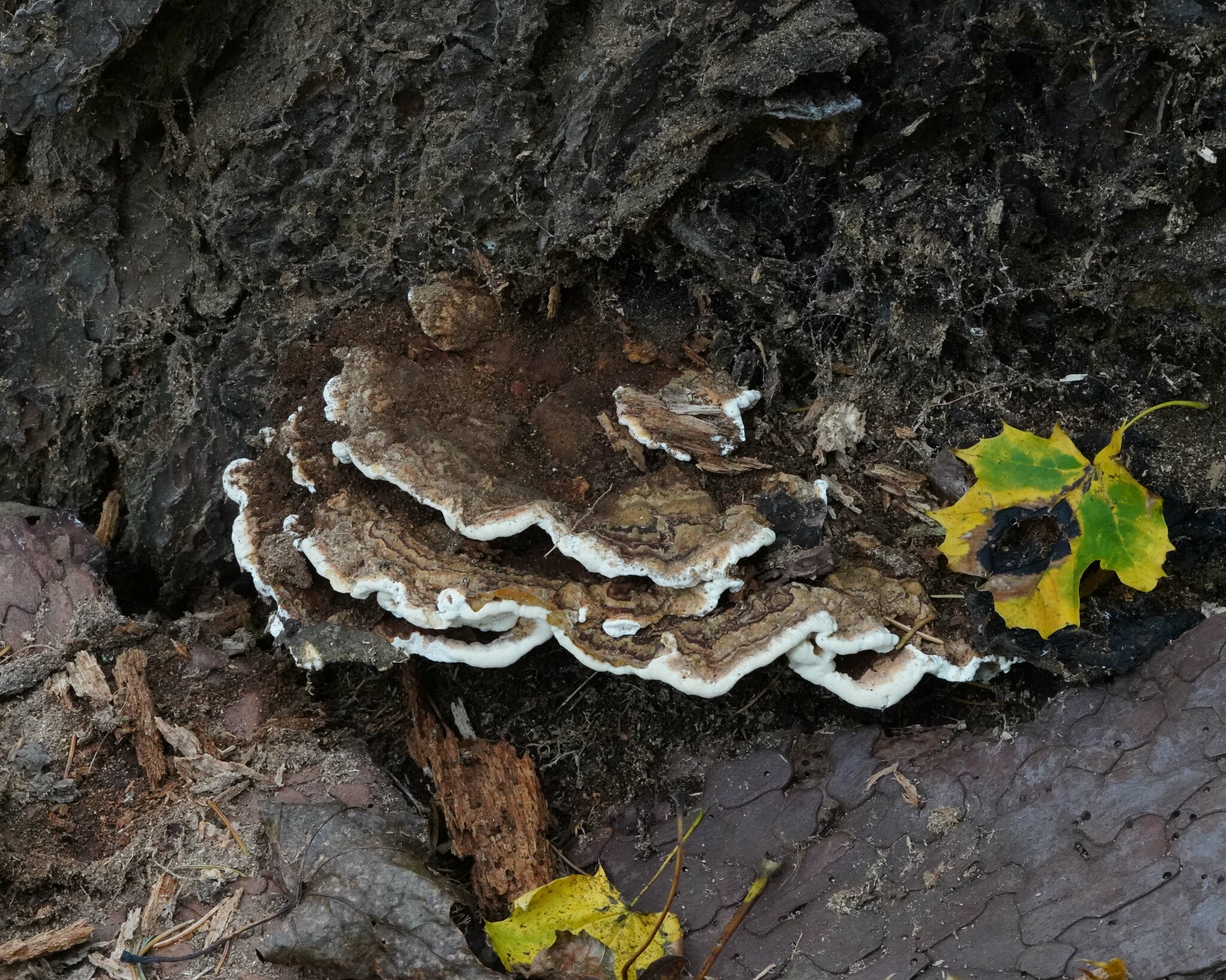 Heterobasidion irregulare Garbel. & Otrosina