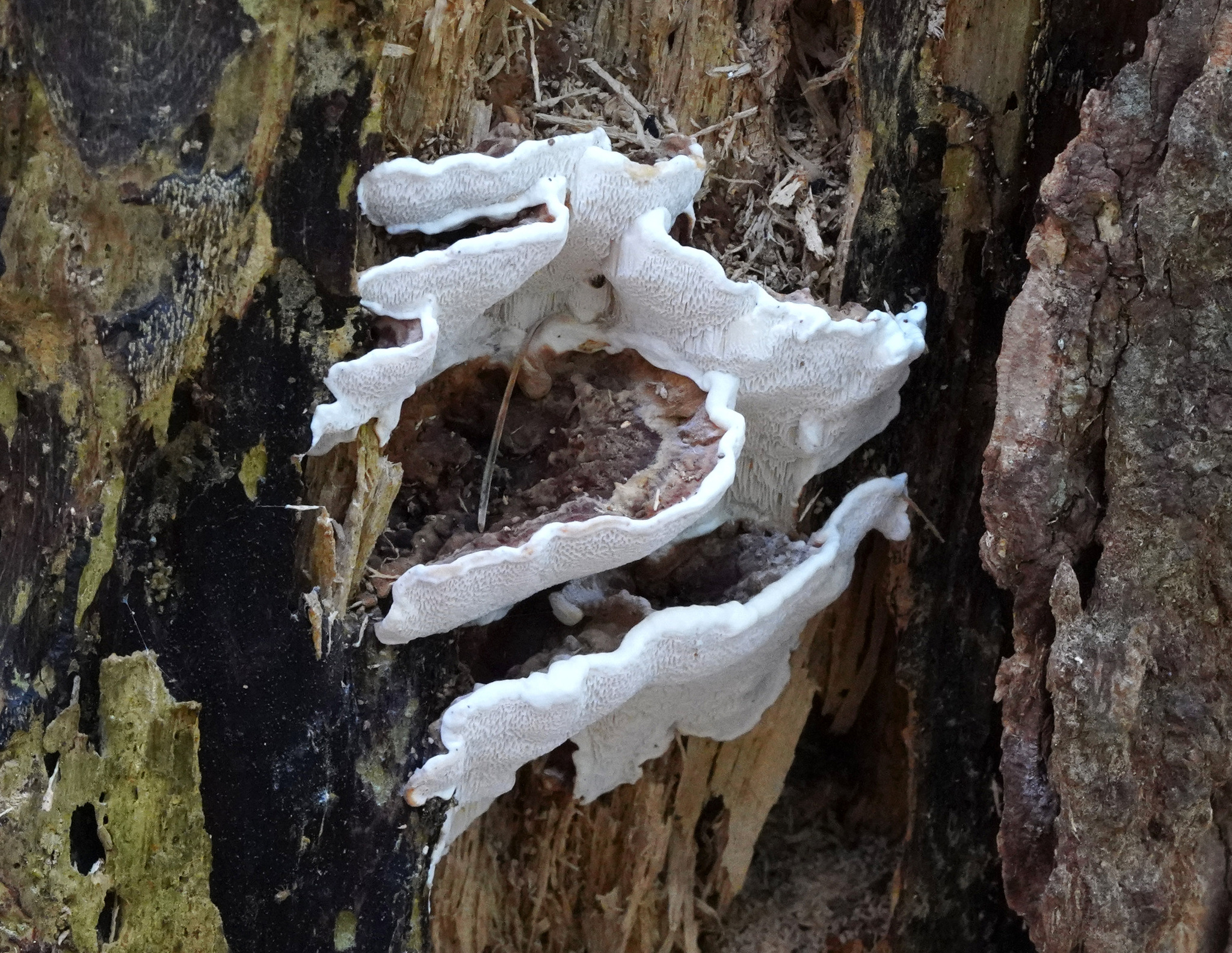 Heterobasidion irregulare Garbel. & Otrosina