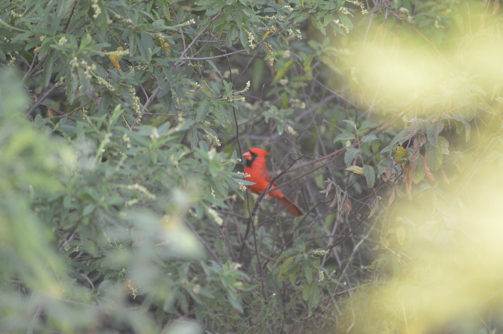 Northern Cardinal from Cancún, Q.R., México on November 3, 2021 at 02: ...