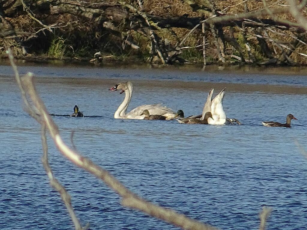 Trumpeter Swan from Ellacott Lookout, 235 Queen St E, Cambridge, ON N3C ...