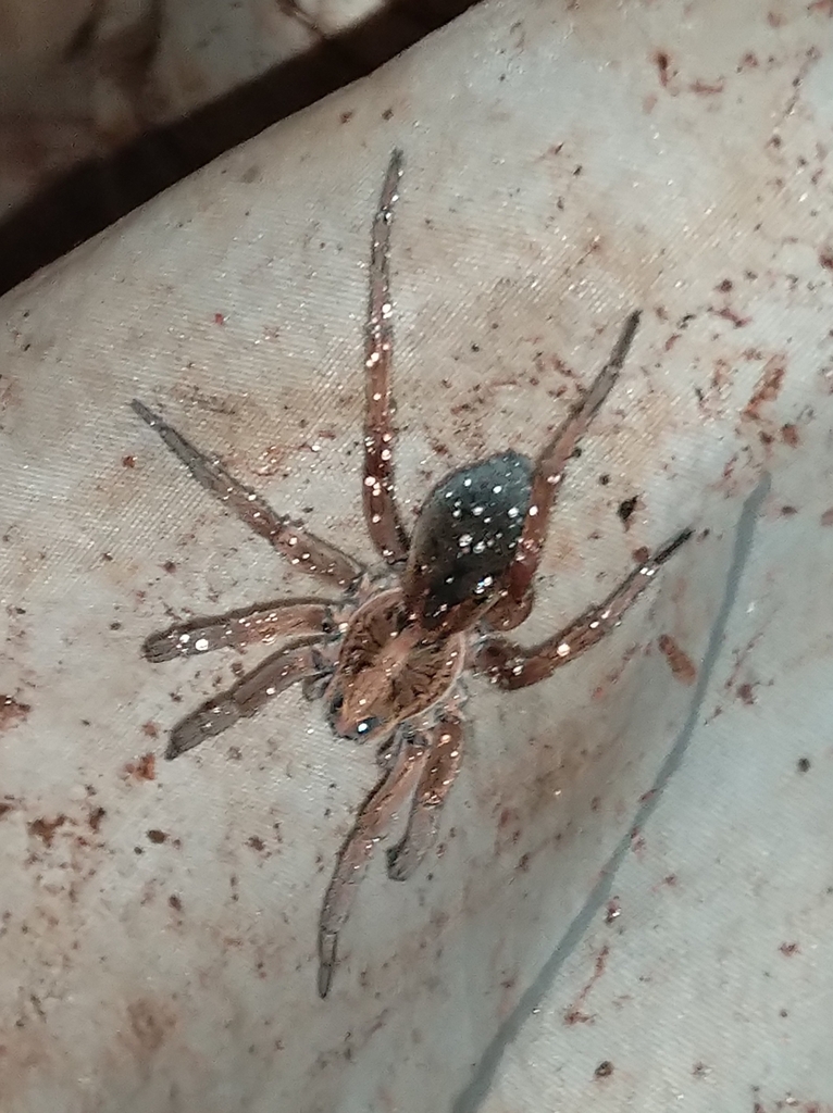 Burrow-living Wolf Spiders from Carletonville, 2499, South Africa on ...