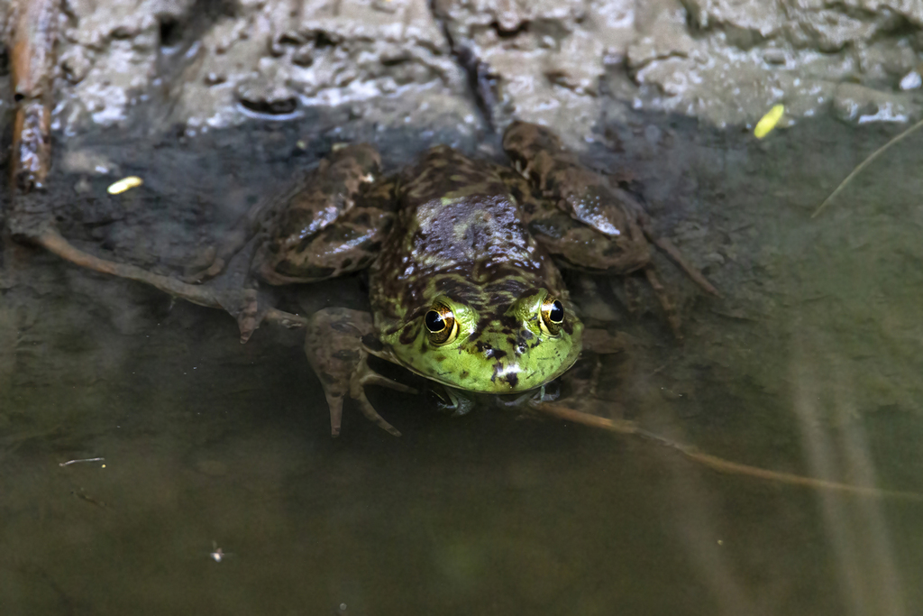 American Bullfrog from El Penon, Dominican Republic on April 22, 2021 ...