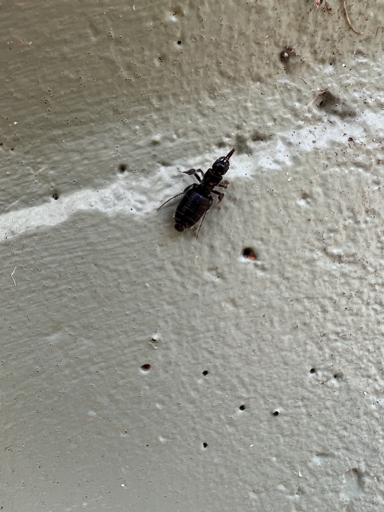 Winged and Once-winged Insects in November 2022 by Jordan M · iNaturalist