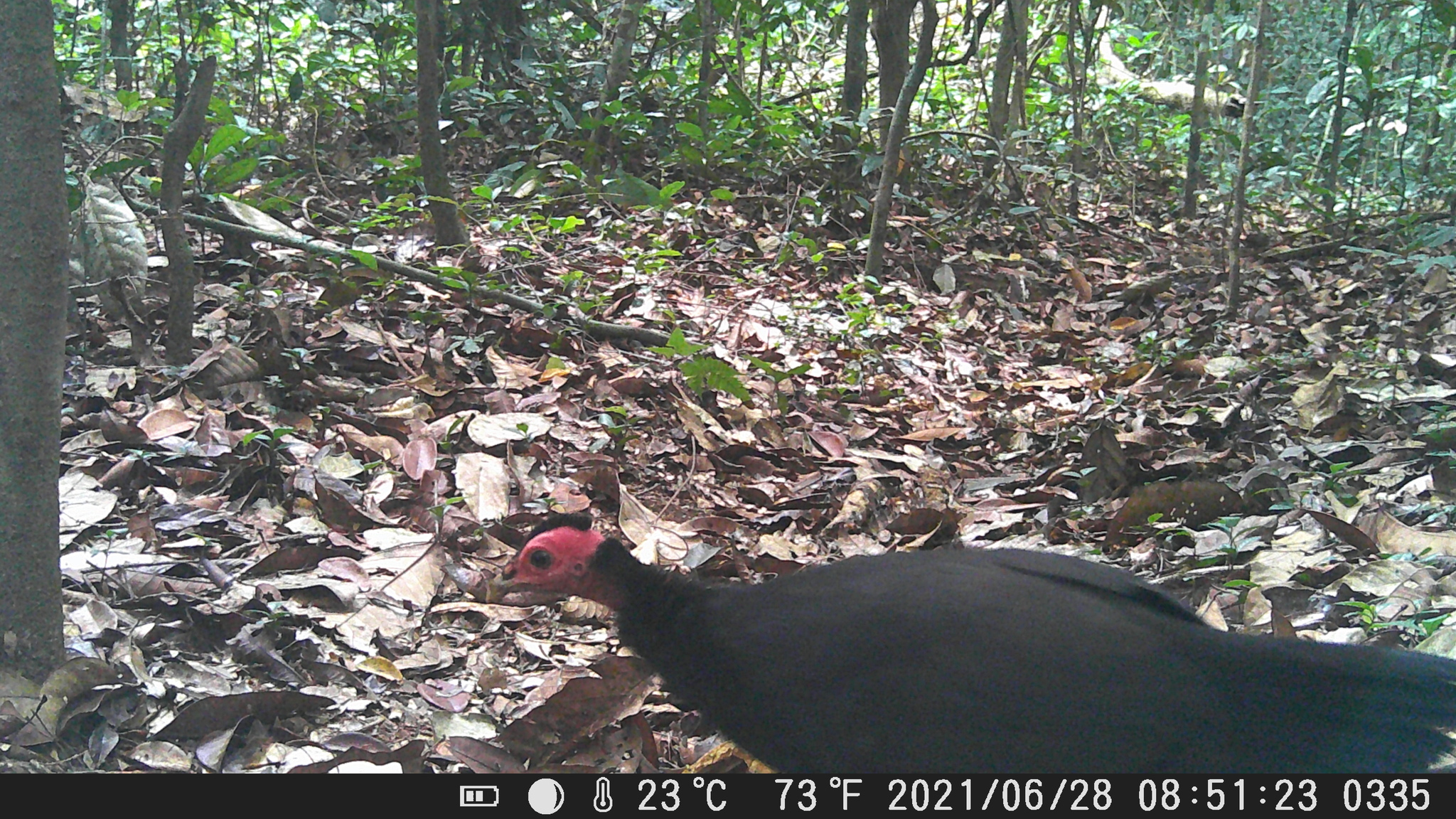 Agelastes niger (Cassin, 1857)