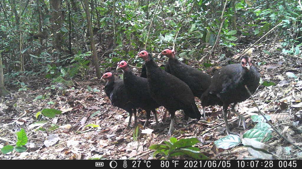 Black Guineafowl from Lope, Gabon on June 5, 2021 at 10:07 AM by Xavier ...