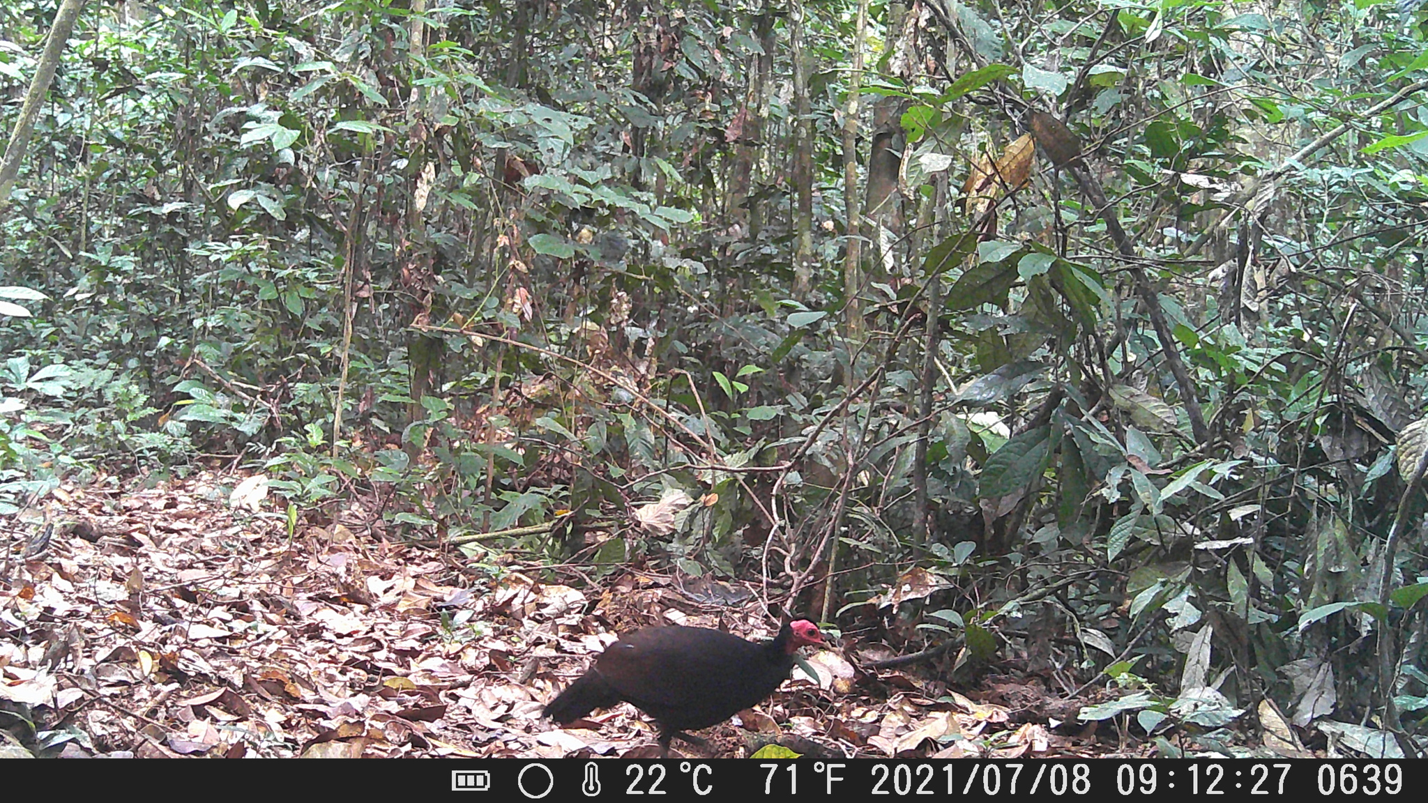 Agelastes niger (Cassin, 1857)