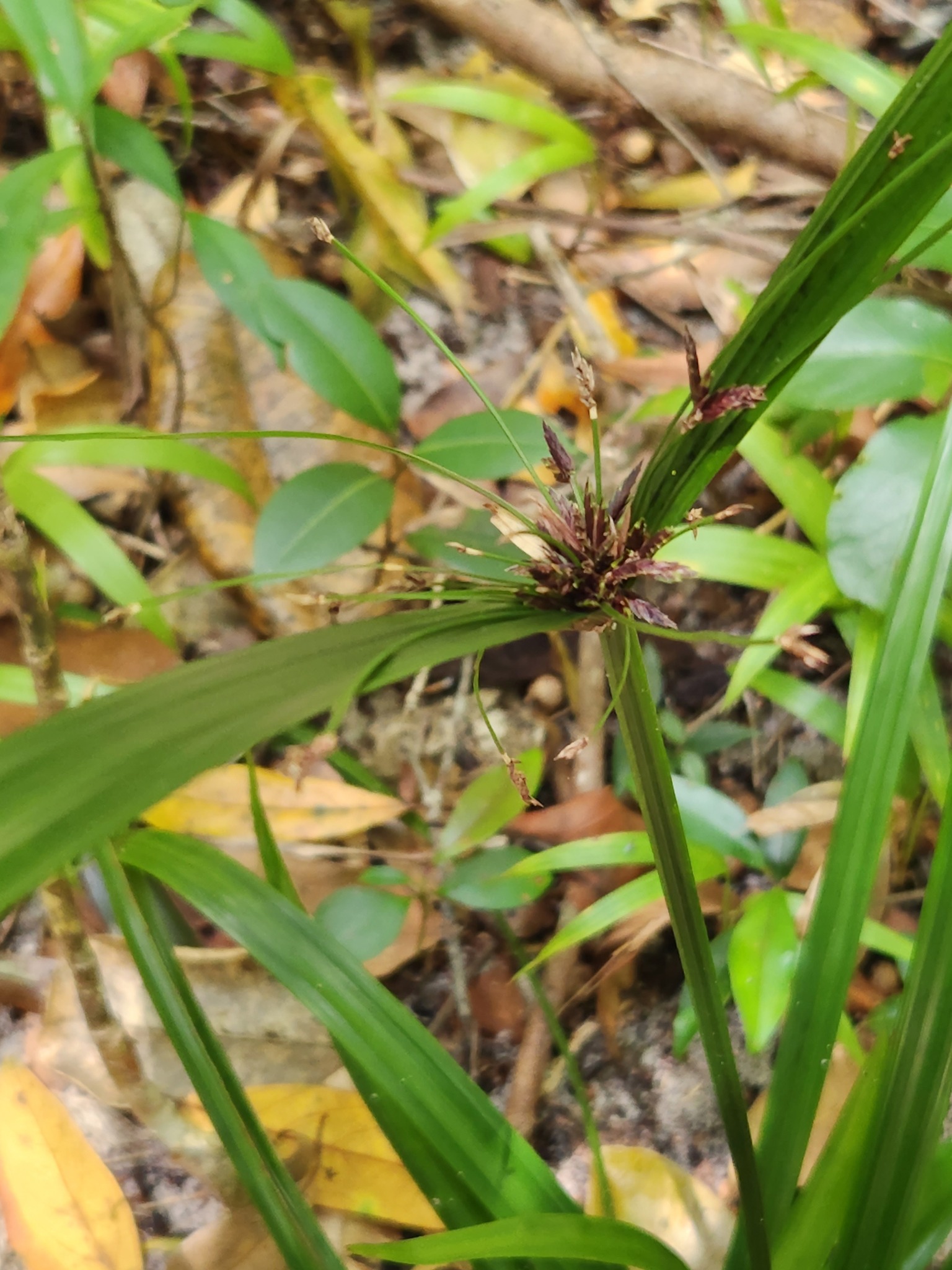 Cyperus tetraphyllus R.Br.