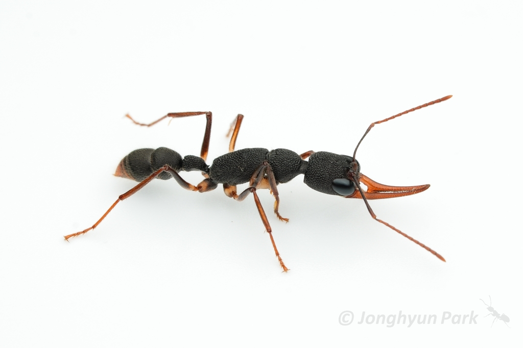 Harpegnathos venator from 8VCM+GP6, Mae Na, Chiang Dao District, Chiang ...