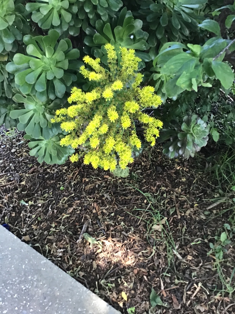 Tree Aeonium from Tasmania, Derwent Park, TAS, AU on November 08, 2022 ...