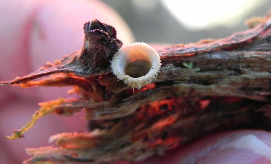 Nidula from Lewis Pass, New Zealand on September 10, 2022 at 12:00 PM ...