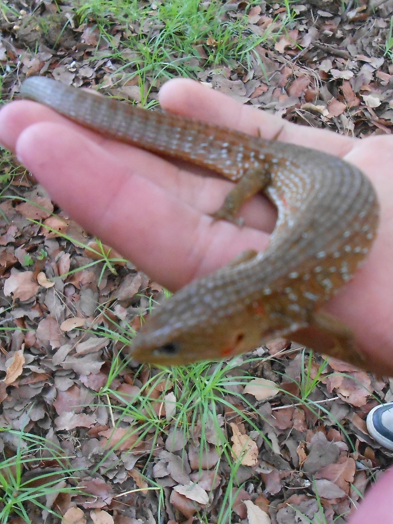Northern Imbricate Alligator Lizard from Monte Escobedo, Zac., México ...