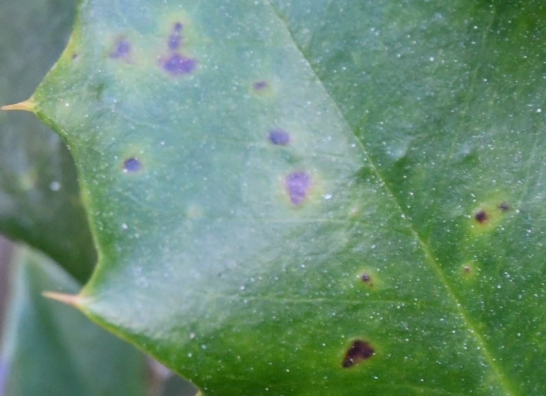 Coniothyrium ilicinum from Randolph County, WV, USA on November 07 ...