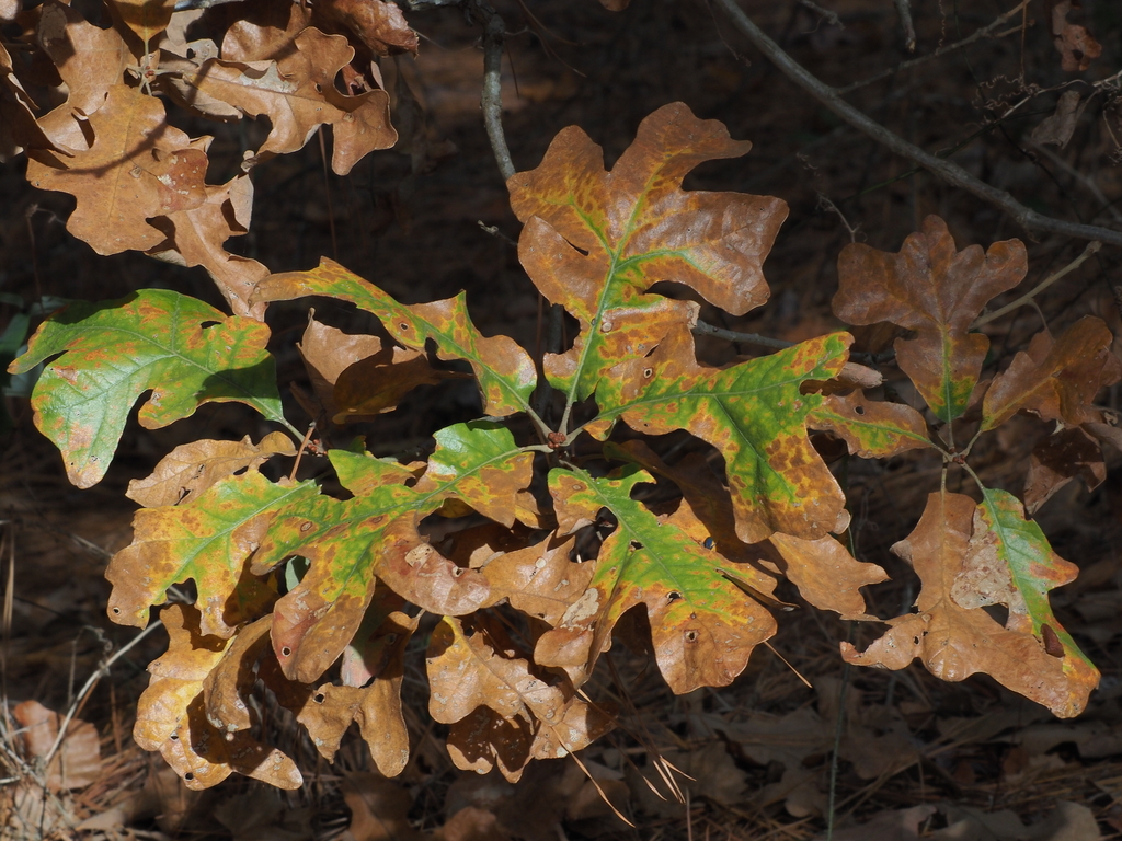 post oak from Northampton County, VA, USA on November 06, 2022 at 02:04 ...