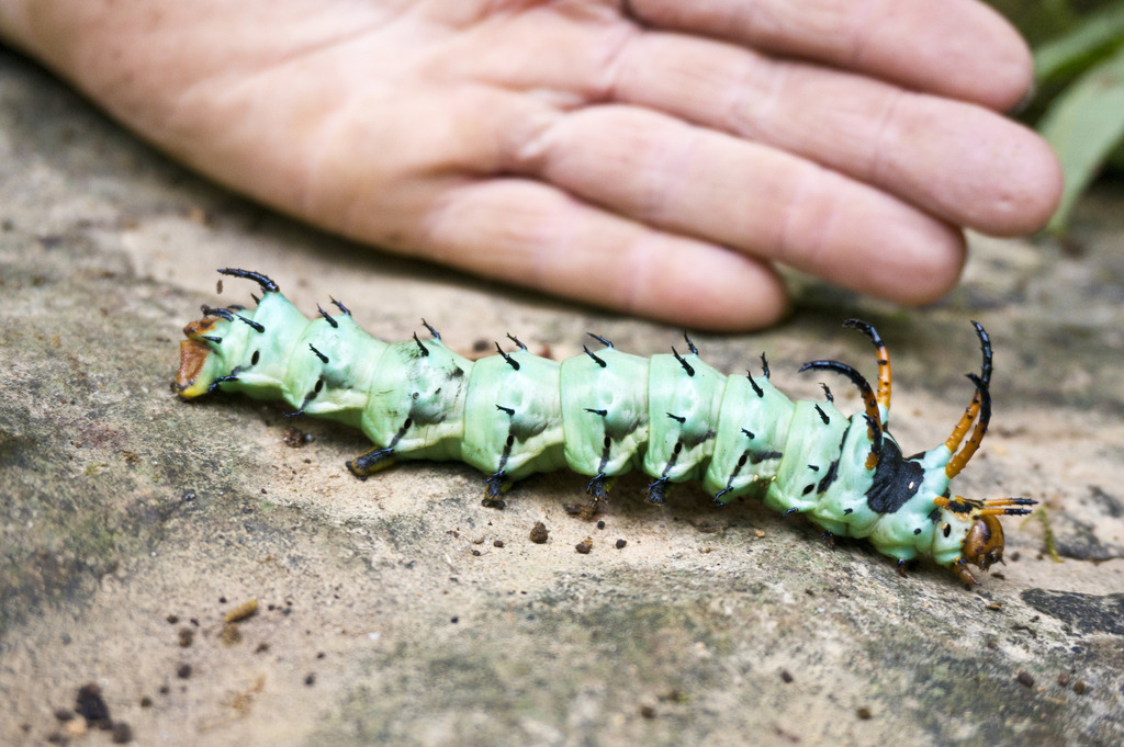 Hickory Horned Devil (Common Caterpillars of Jennings) · iNaturalist