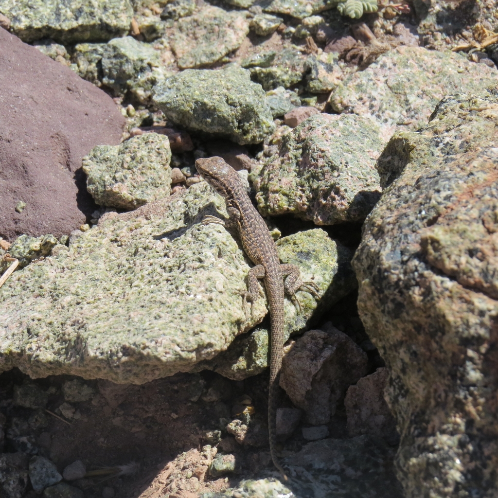 Antofagasta Smooth-throated Lizard from San Pedro de Atacama ...