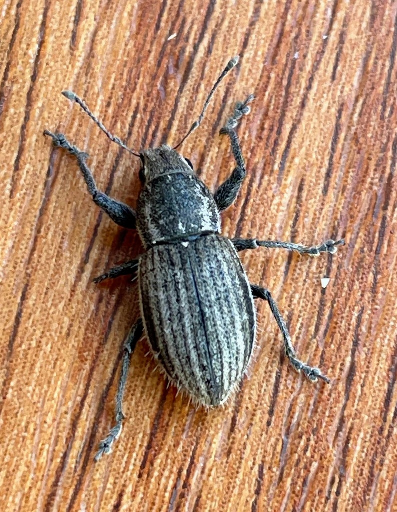 White-fringed weevil from Greenbelt, MD, USA on November 05, 2022 at 04 ...
