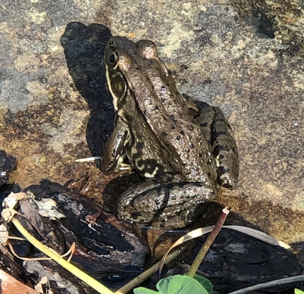 Green Frog from Greensboro Science Center, Greensboro, NC, US on ...