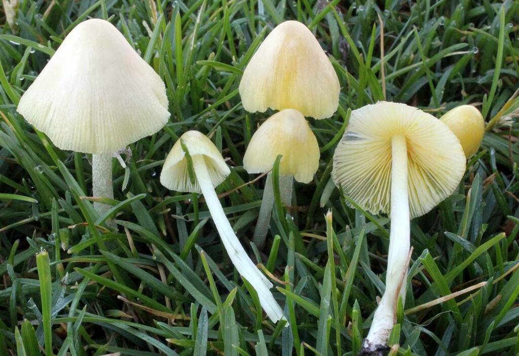 yellow fieldcap from Bozeman, MT, USA on May 21, 2013 at 04:32 PM by Ed ...