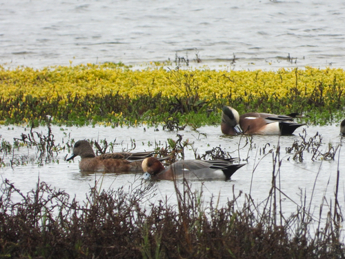 Observations by jmaley · iNaturalist