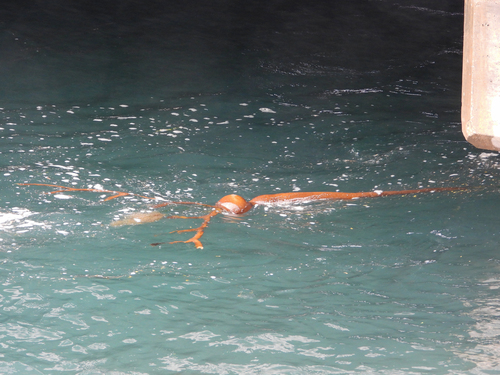 Observations by jmaley · iNaturalist