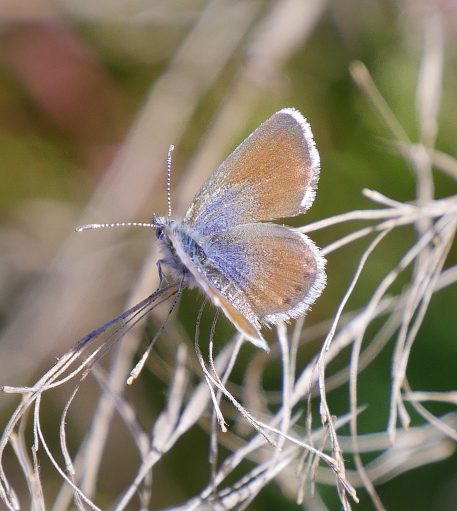 Western Pygmy-Blue from Grand Junction, CO, USA on November 7, 2022 at ...