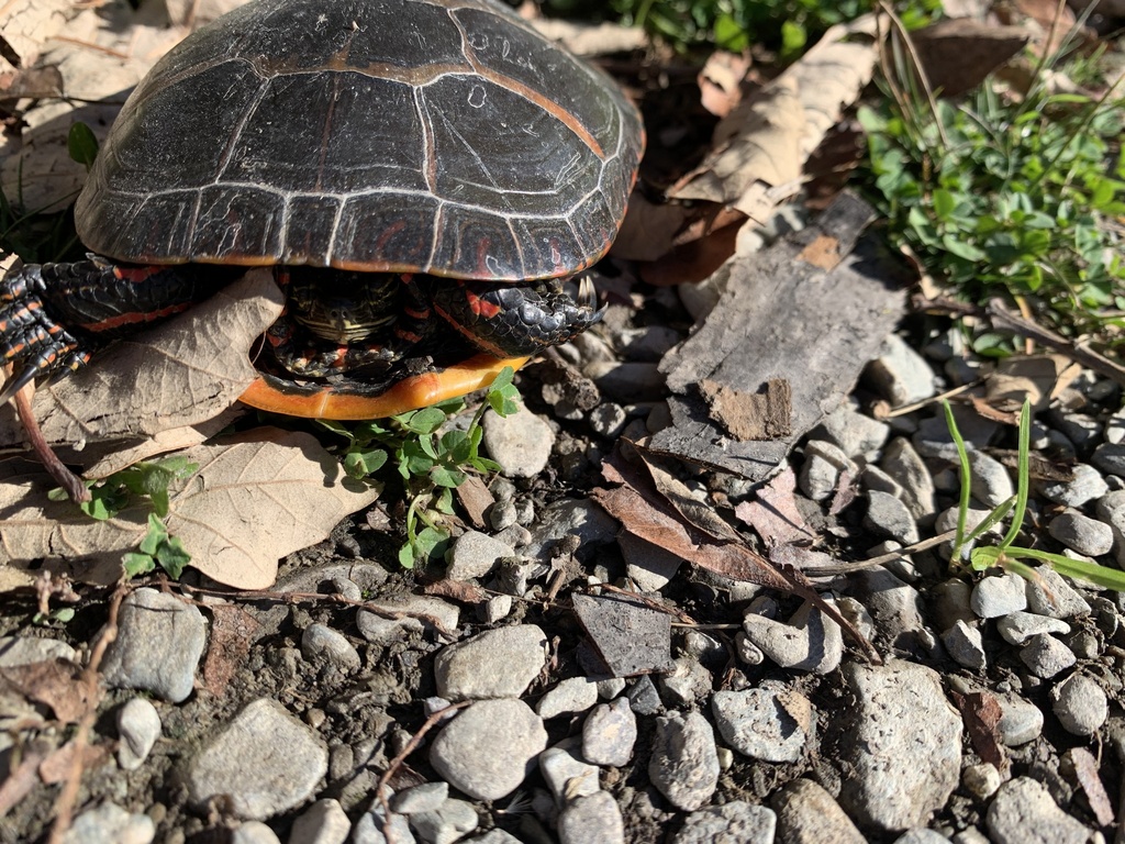 Painted Turtle from Greenport Conservation Area, Hudson, NY, US on ...