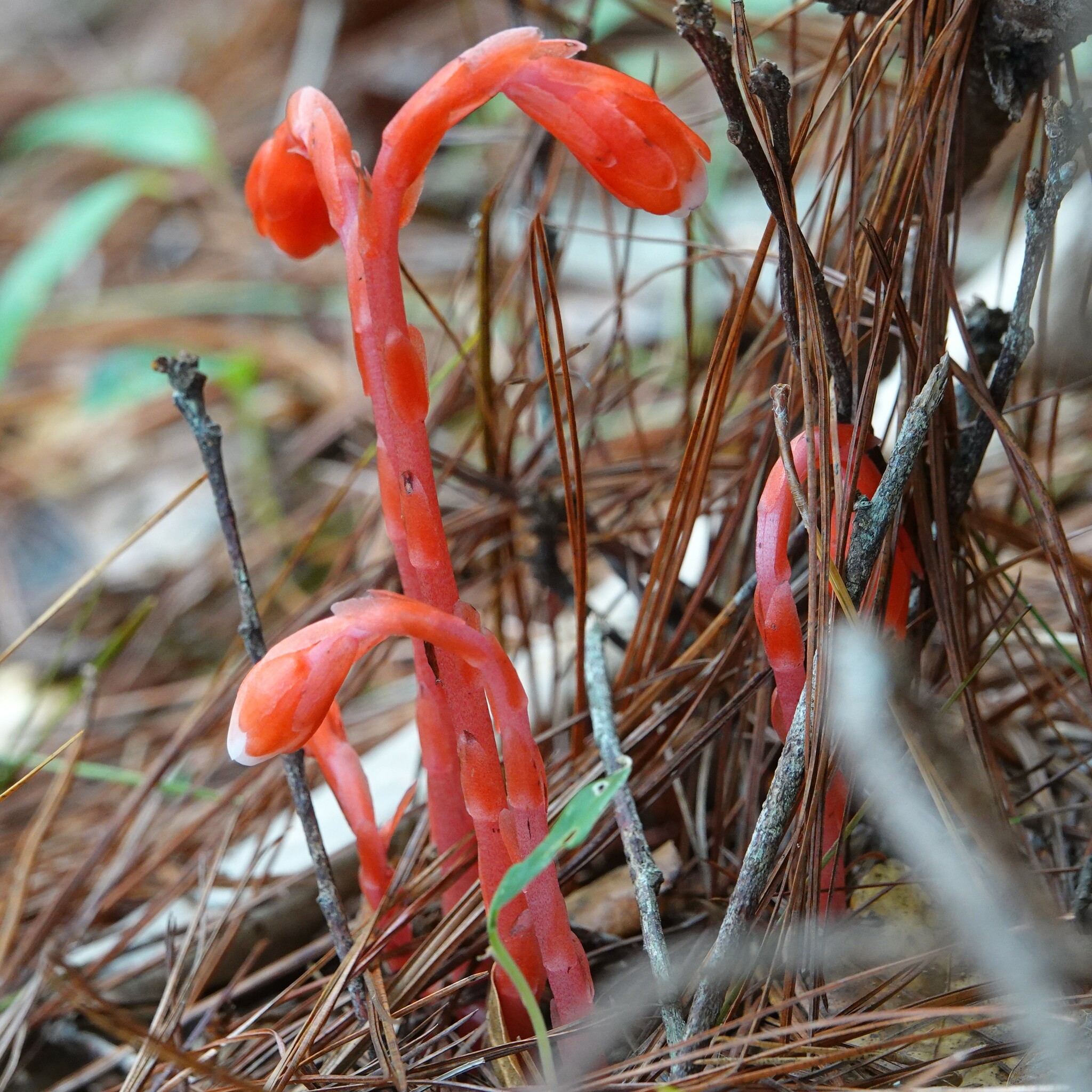 Monotropa coccinea Zucc.
