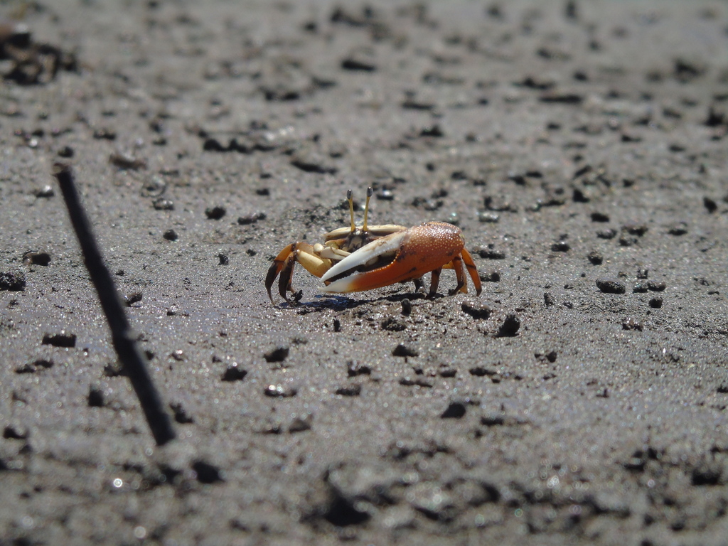 Large Mexican Fiddler Crab from Chiquimulilla, GT-SR, GT on August 26 ...