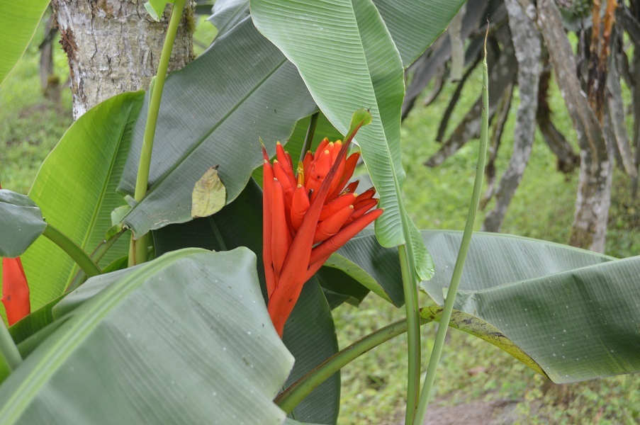 Musa coccinea Andrews