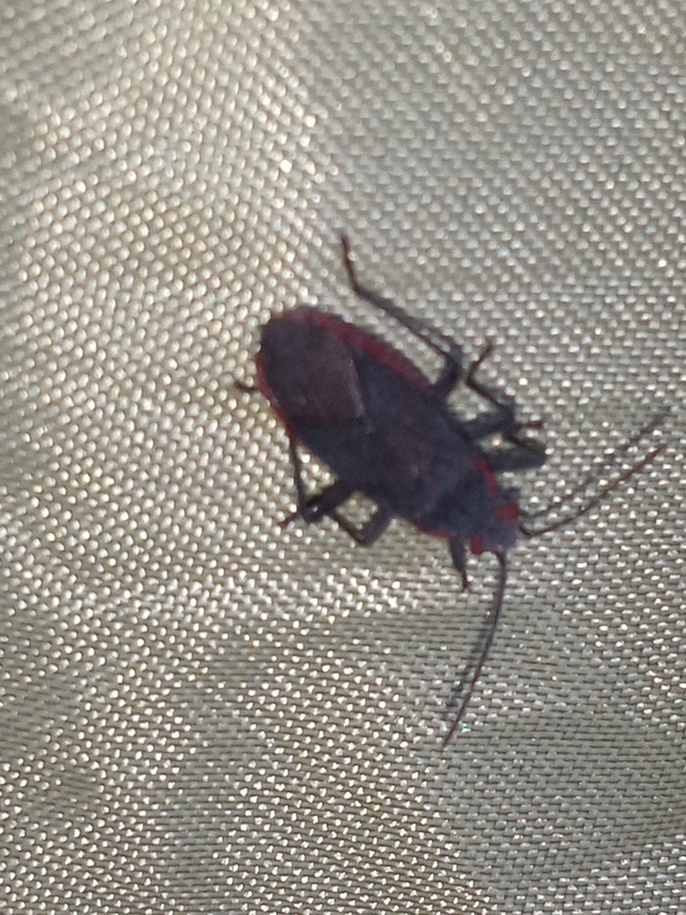 Jadera parapectoralis from Colón, Entre Ríos, Argentina on November 05 ...